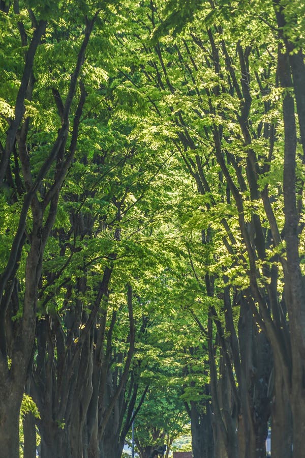 Tree-lined Path of Sendai,Miyagi Prefecture Stock Photo - Image of city ...