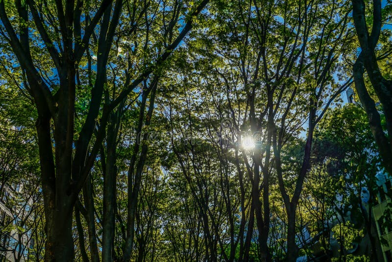 Tree-lined Path of Sendai,Miyagi Prefecture Stock Photo - Image of ...