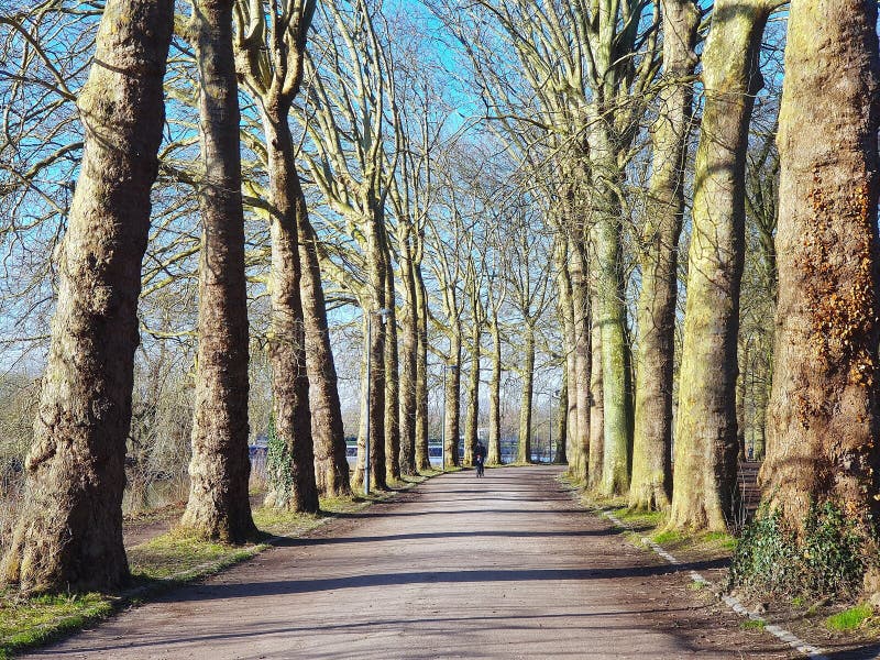 Allée Dans Un Parc En Automne Stock Photo - Image of flower, sunlight ...