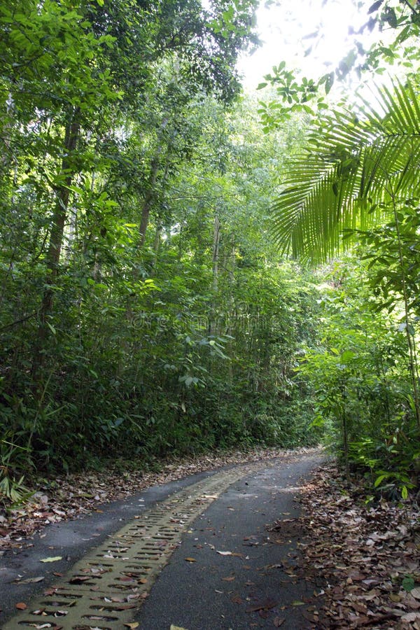 Tree lined path stock photo. Image of forest, hiking - 54757982