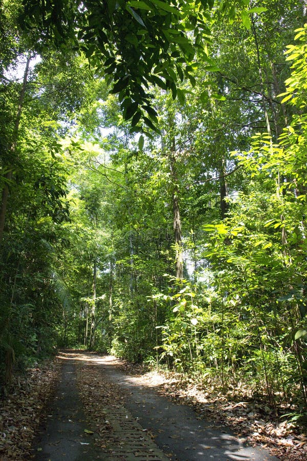 Tree lined path stock image. Image of nature, natural - 54758039