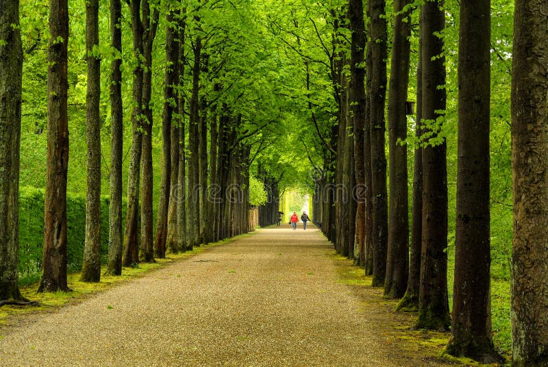 Wet Tree Lined Road Spring Stock Photos - Free & Royalty-Free Stock ...