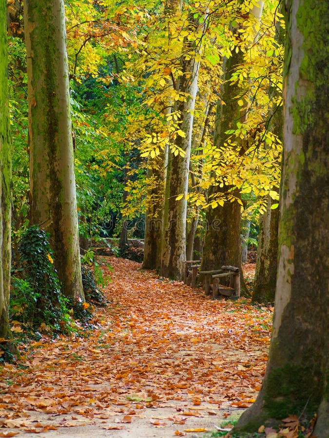 A Tree-lined Path with Wooden Benches To Sit on a Fall Day Stock Photo ...