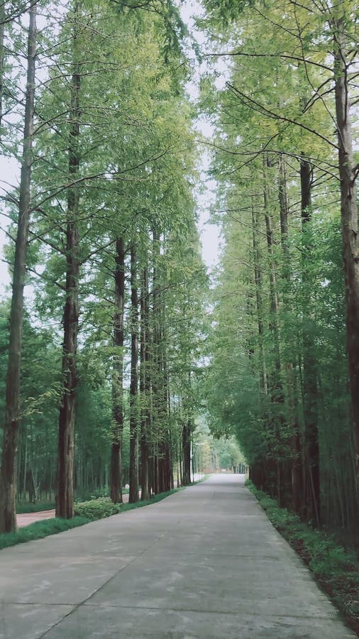 Tree-Lined Path through the Woods Stock Photo - Image of landscape ...