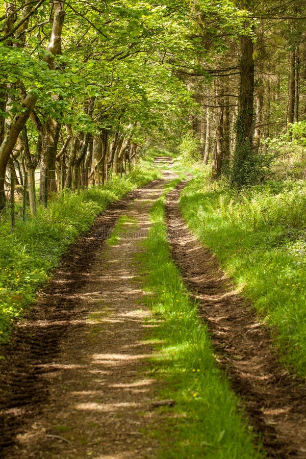 Tree Lined Path through Woods Stock Image - Image of dapple, distance ...