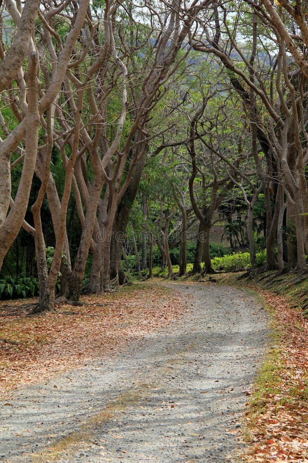 Tree-lined Street With Leaves Shaping A Heart Over The Road Stock Photo ...