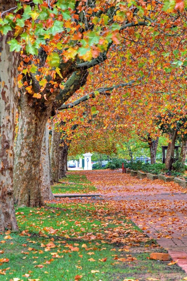Tree Lined Pathway in Autumn Stock Image - Image of leafy, distance ...