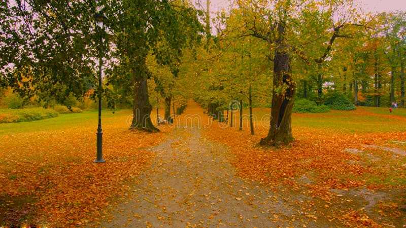 Tree Lined Pathway in Autumn - Bilder Stock Image - Image of beauty ...