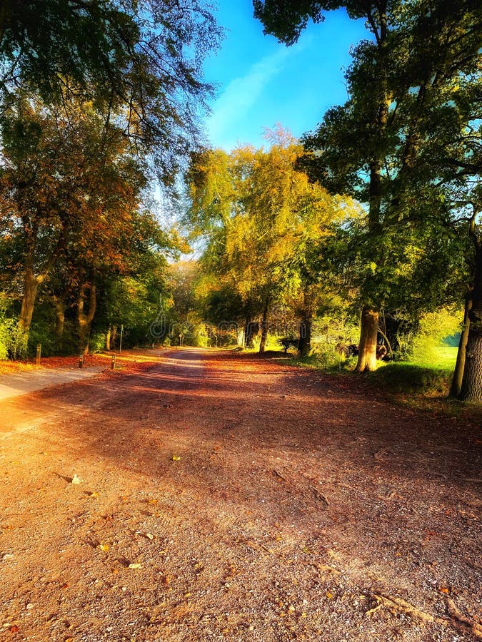 A Golden Path through the Trees Stock Image - Image of littered, ground ...