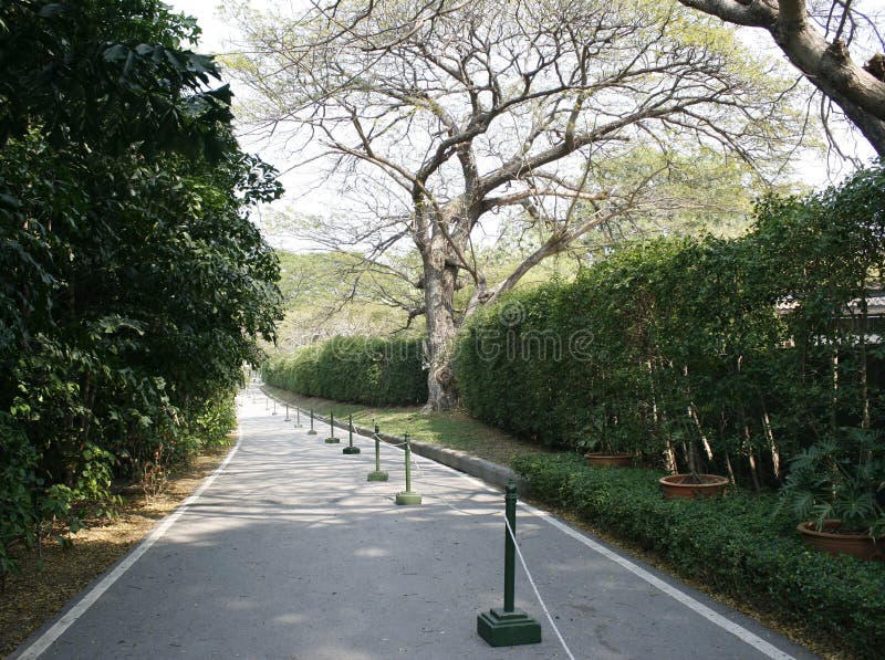 A Tree Lined Pathway through a Park Stock Photo - Image of field ...