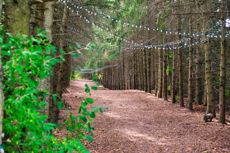 Tree Lined Pathway with Strings of Lights Stock Photo - Image of ...