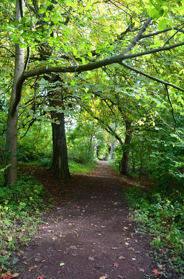 Tree Lined Pathway through the Woods Stock Image - Image of deciduous ...