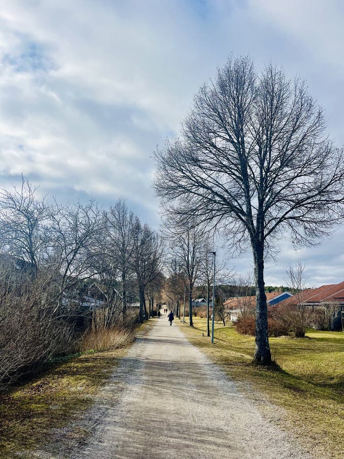 Tree-lined Pedestrian Pathway in Early Spring with People Walking Stock ...