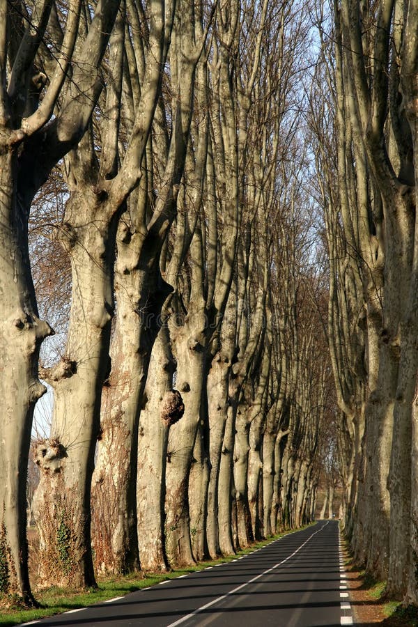 Tree lined road stock image. Image of trees, queue, highway - 12290213
