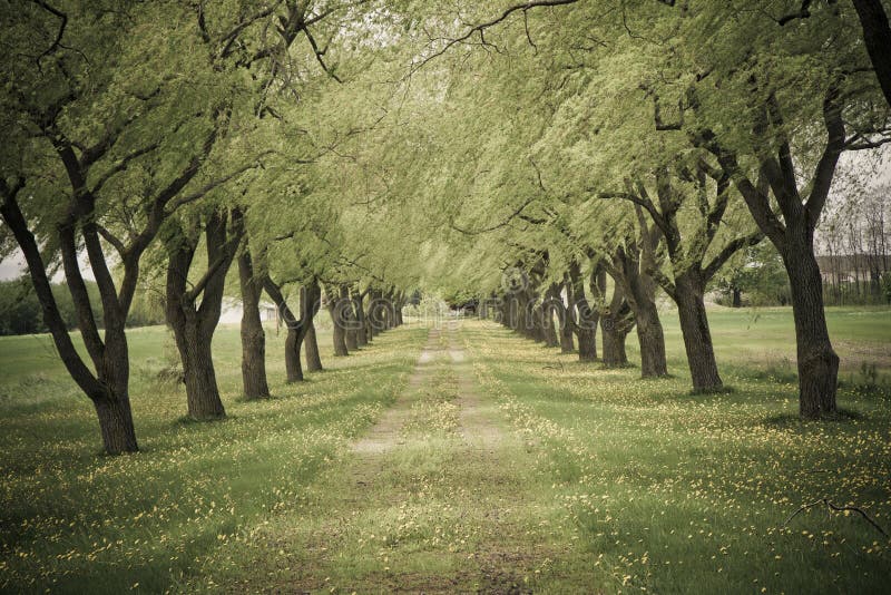 791 Tree Lined Dirt Road Stock Photos - Free & Royalty-Free Stock ...