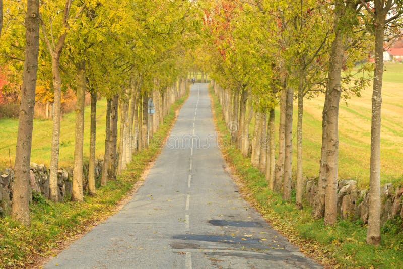 Tree lined road stock image. Image of environment, leaf - 25752747