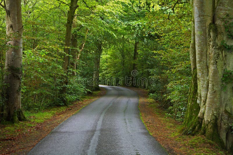Tree lined road stock photo. Image of background, wood - 3212728