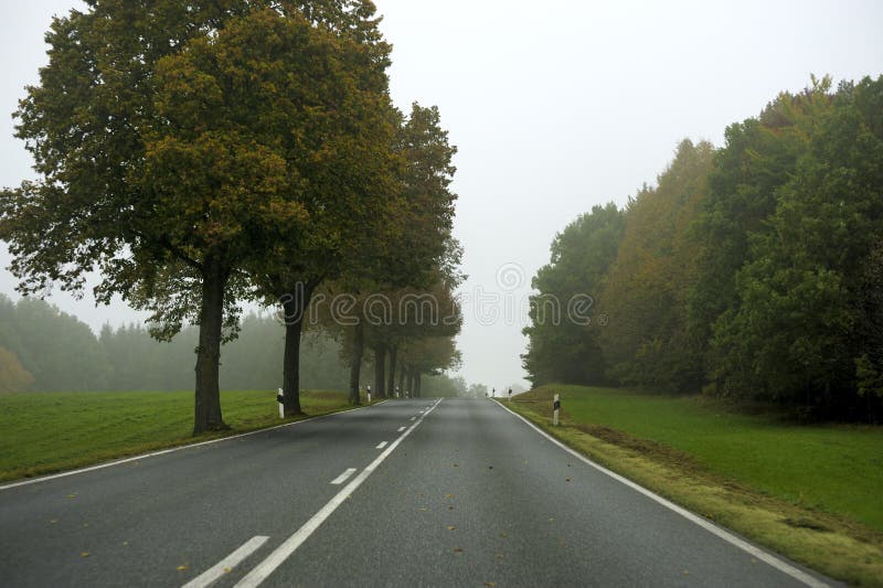 110+ Lined road tree Free Stock Photos - StockFreeImages