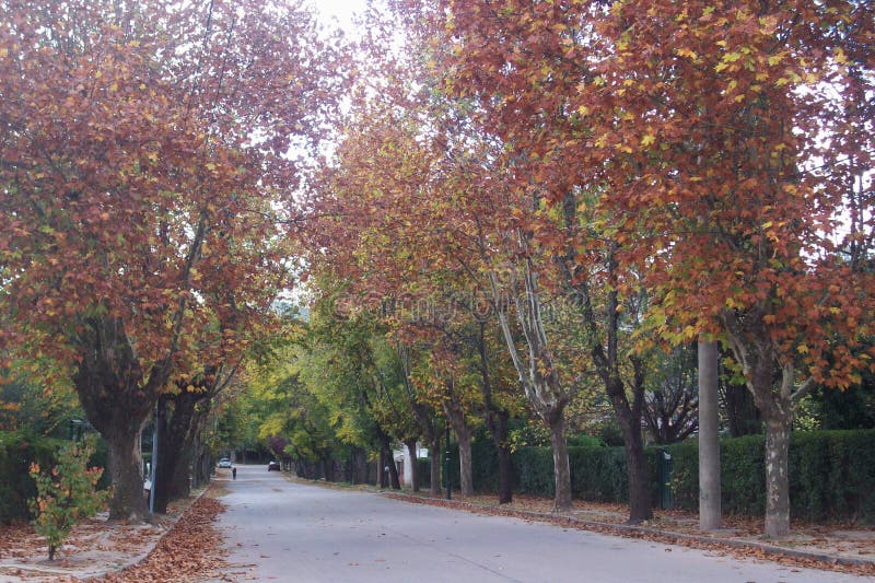 Tree lined road in autumn stock photo. Image of streets - 5547854