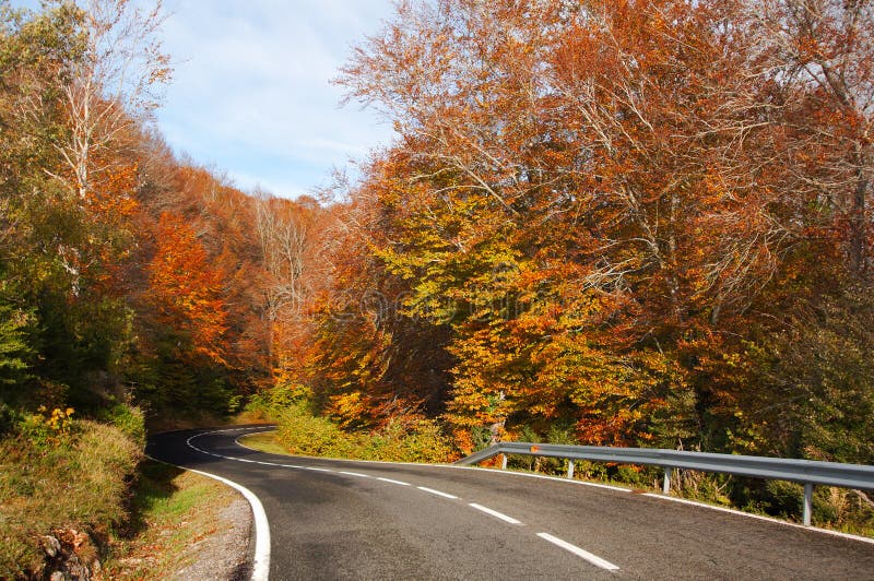 Tree lined road in autumn stock photo. Image of colorful - 35134980