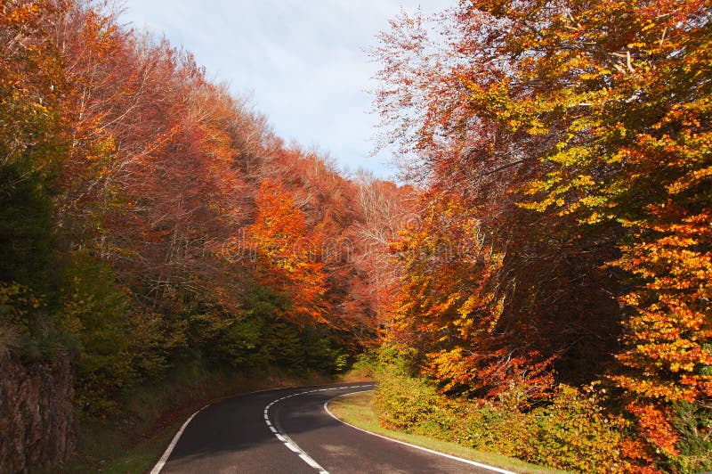 Road in the Forest in Autumn, Fall Colors Stock Image - Image of scenic ...