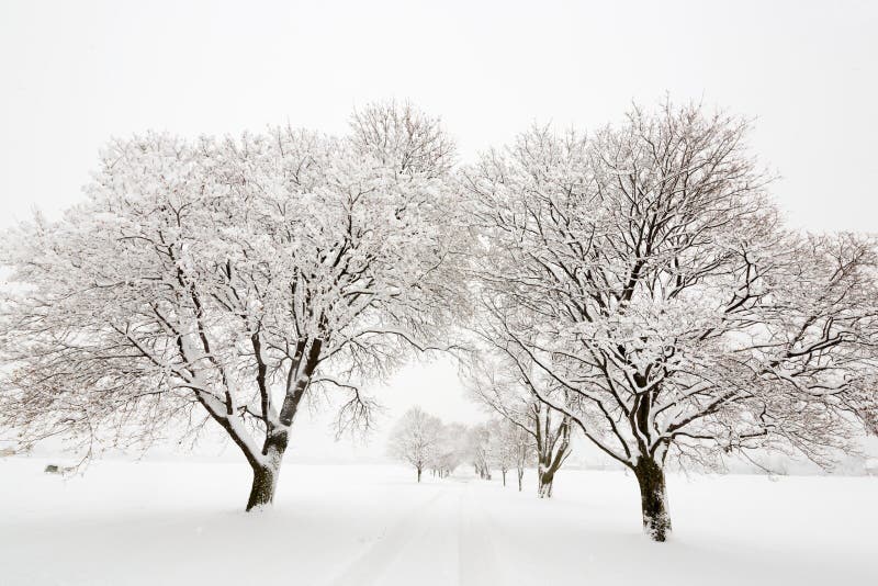 Tree Lined Road Covered in Snow Stock Photo - Image of monochromatic ...