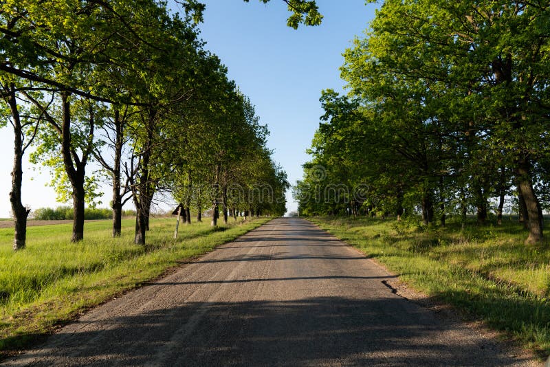 Tree Lined Road into the Distance, Road and Tunnel Trees Stock Photo ...