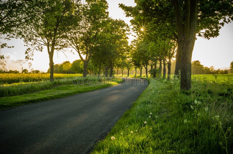 Tree Lined road stock image. Image of outdoors, road - 61143319
