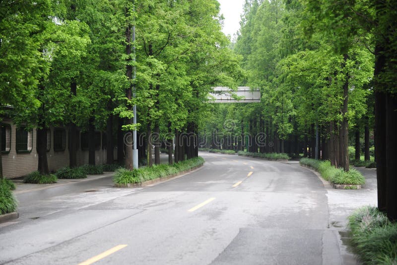 Tree lined road stock image. Image of landscape, tree - 43707301