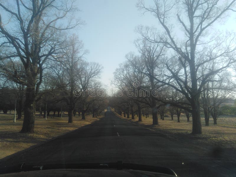 Tree Lined Road in the Rural Country Stock Photo - Image of country ...