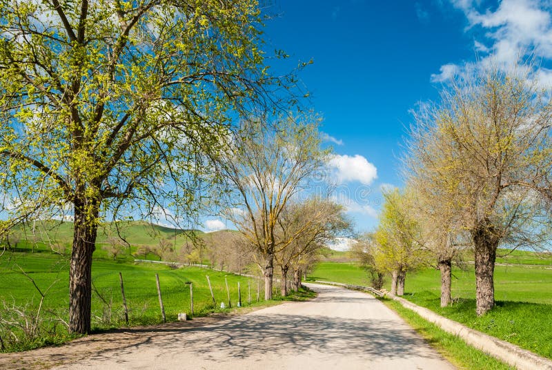 Tree-lined road stock image. Image of tree, country, landscape - 59757455