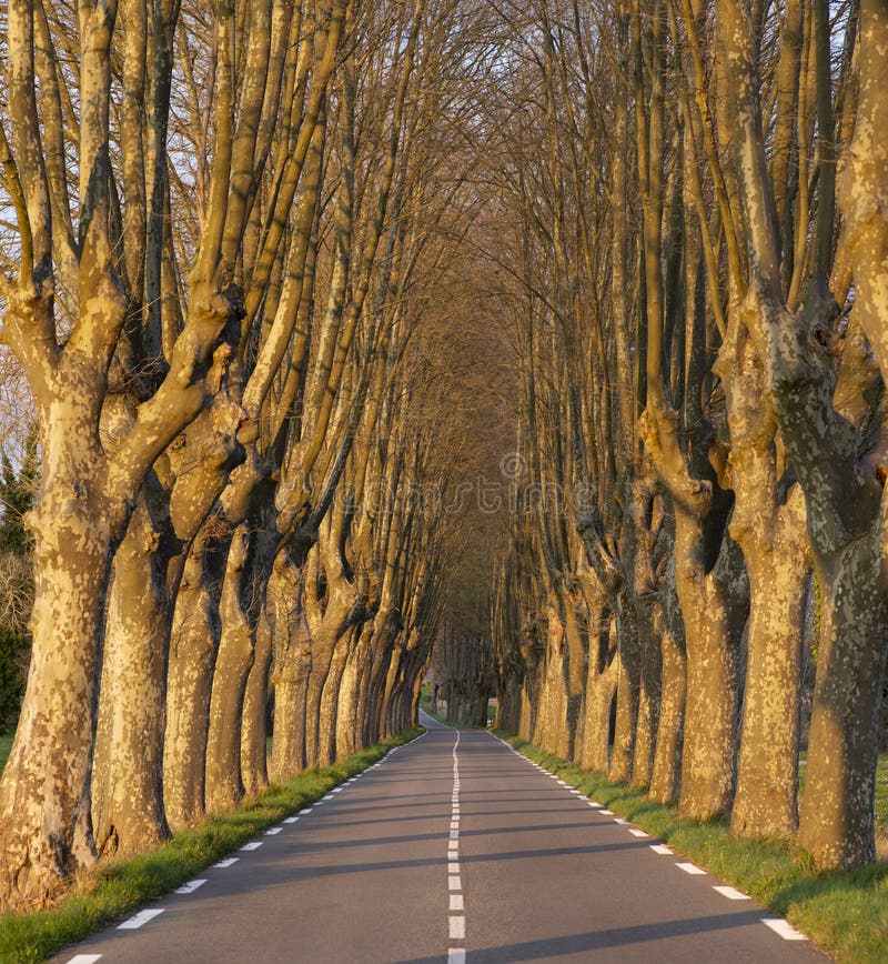Tree lined road at sunset stock photo. Image of provence - 116824730