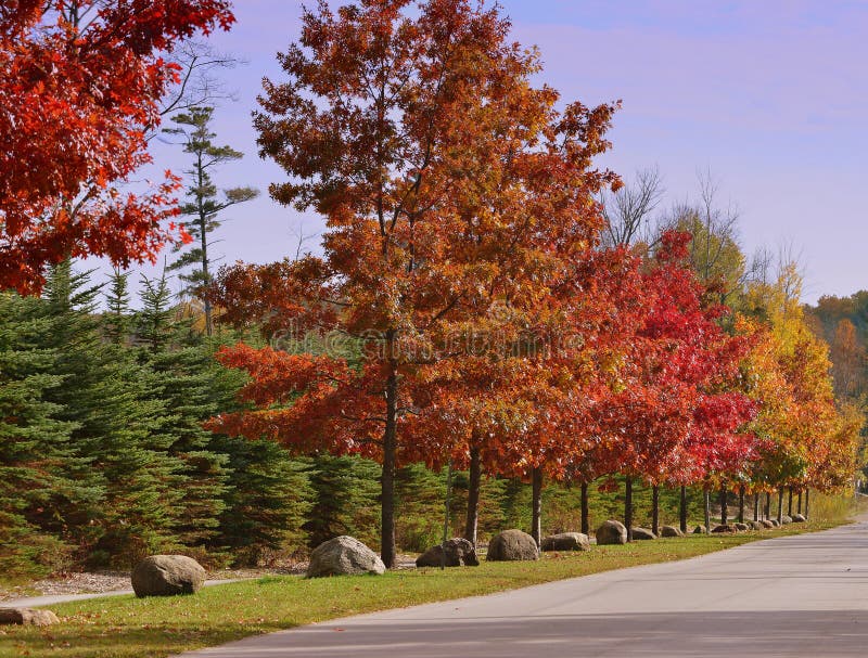 Tree Lined Road stock photo. Image of lined, tree, pineneedles - 45994880