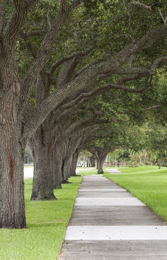 2,629 Tree Lined Sidewalk Stock Photos - Free & Royalty-Free Stock ...