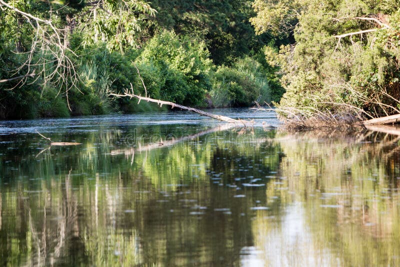 Tree Lined Stream Summer Afternoon Stock Image - Image of green, tree ...