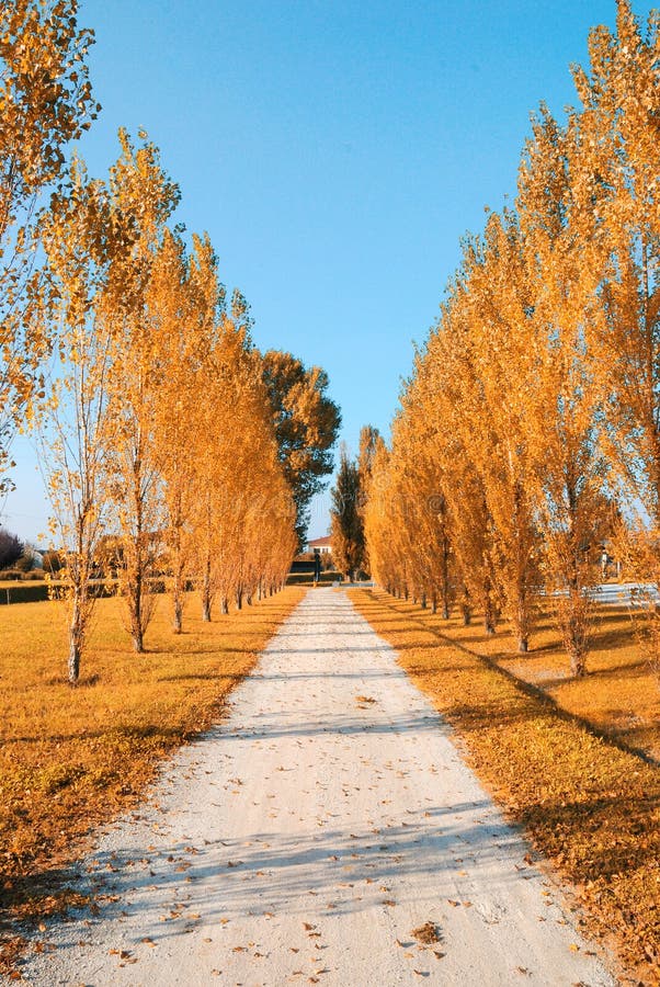 Tree lined street stock image. Image of scene, outdoor - 17171595