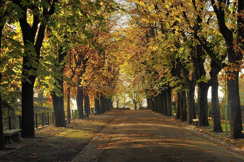 Tree Lined Street in Autumn Stock Image - Image of green, leaves: 21445513