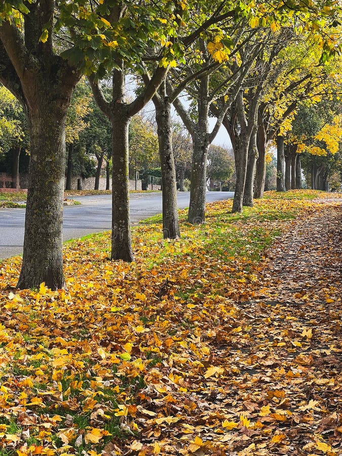 Tree Lined Street in Autumn. There are Maple Leaves on the Pavement the ...
