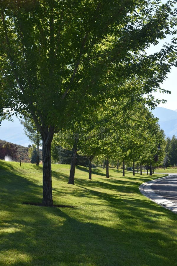 Tree Lined Street stock photo. Image of bloom, trees - 15142964