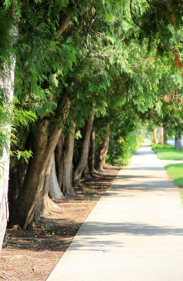 Tree-lined Street with Leaves Shaping a Heart Over the Road Stock Photo ...