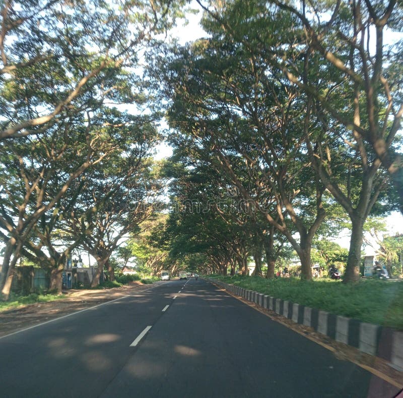 Tree-lined Street Green Clean Experience Stock Image - Image of tree ...