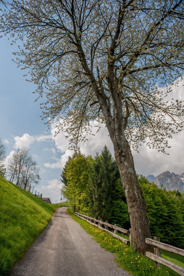 Tree lined street stock photo. Image of grass, countryside - 106638462