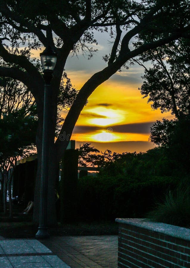Tree lined sunset stock photo. Image of distance, nature - 42756684