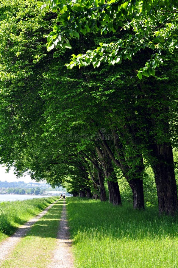 Tree_lined_track stock photo. Image of trees, track, leaves - 14873828