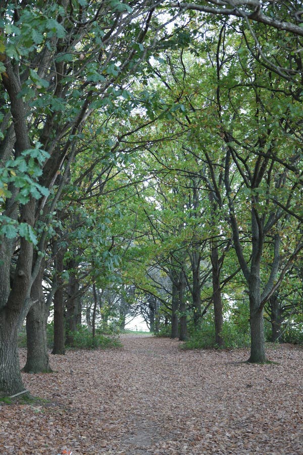 Tree Lined Track stock image. Image of outdoors, leaf - 41406565