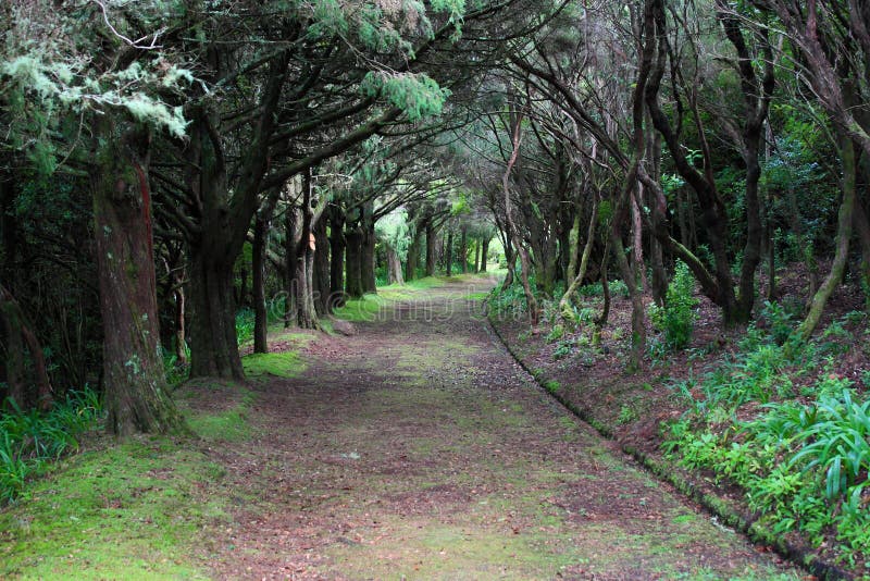 Tree lined track in forest stock photo. Image of recedes - 14372578