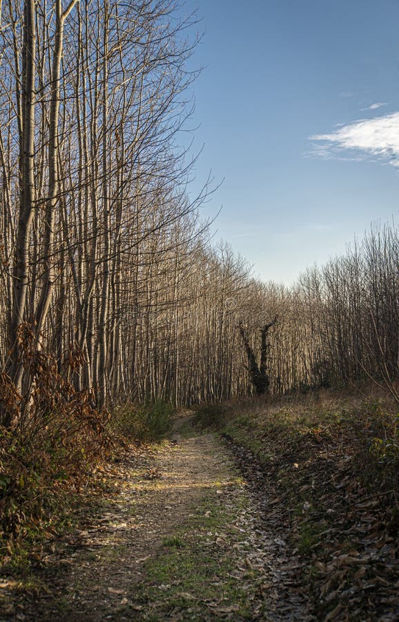 Tree Lined Track stock photo. Image of leaves, countryside - 227678422