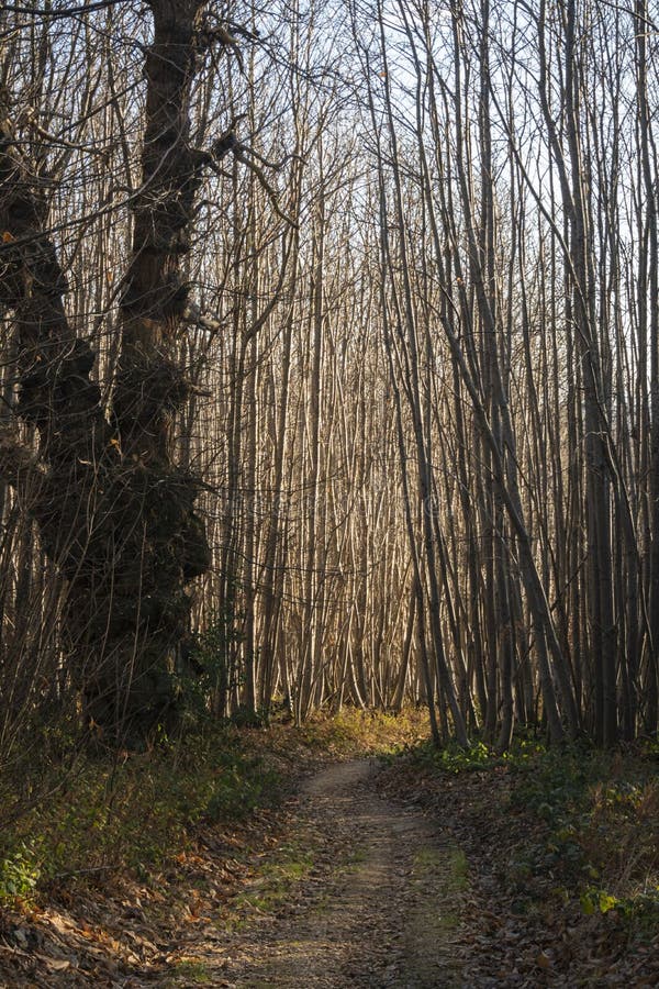 Tree Lined Track stock photo. Image of english, leaves - 227678428