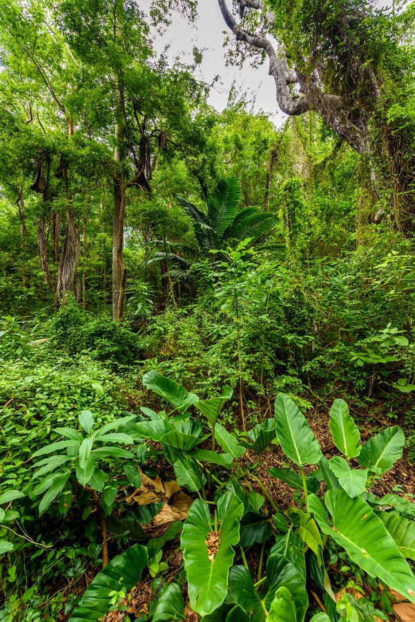 Tree-lined Walk at Cherry Tree Hill Reserve - Caribbean Island Barbados ...