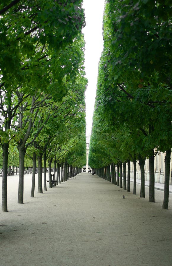 Tree lined walkway stock photo. Image of parks, park, peace - 1146460